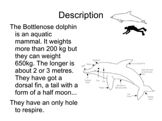 Bottlenose dolphin | ODP