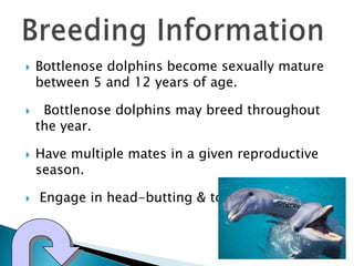 Bottlenose dolphin powerpoint | PPTX