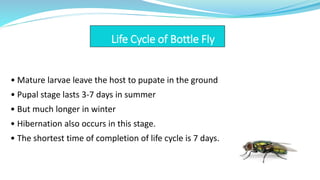 Bottle or blowflies presentation-1.pptx
