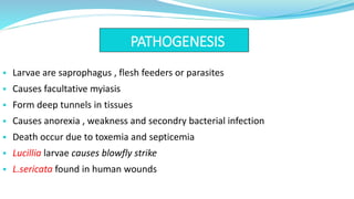 Bottle or blowflies presentation-1.pptx