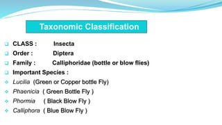 Bottle or blowflies presentation-1.pptx