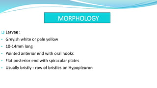 Bottle or blowflies presentation-1.pptx
