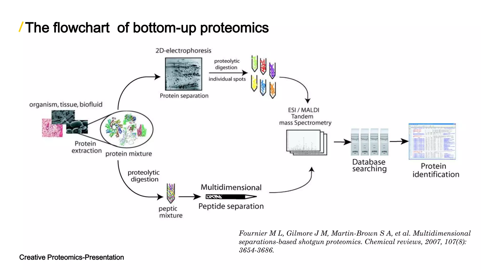 Bottom-up proteomics and top-down proteomics | PPTX