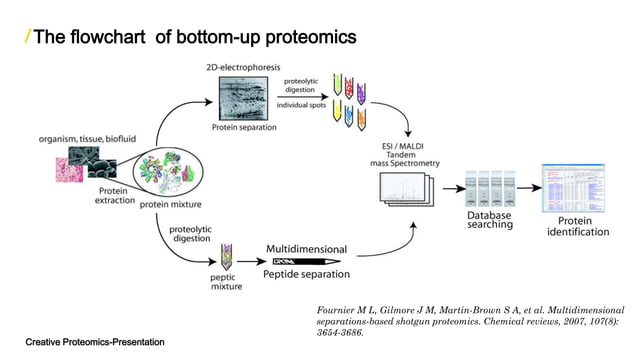 Bottom-up proteomics and top-down proteomics | PPTX