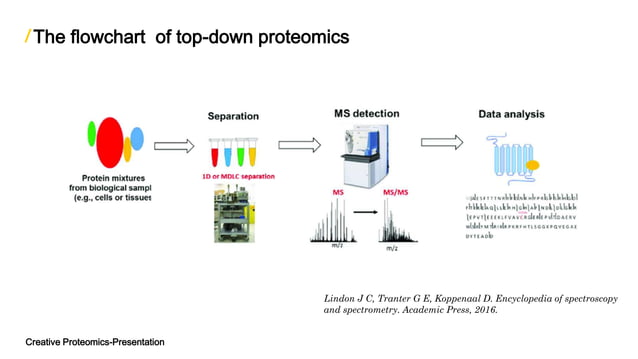 Bottom-up proteomics and top-down proteomics | PPTX