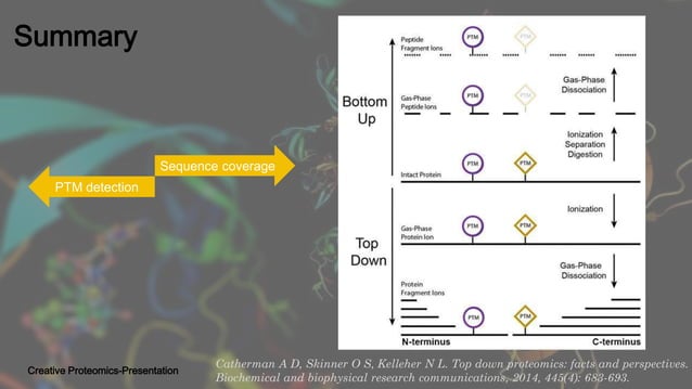 Bottom-up proteomics and top-down proteomics | PPTX
