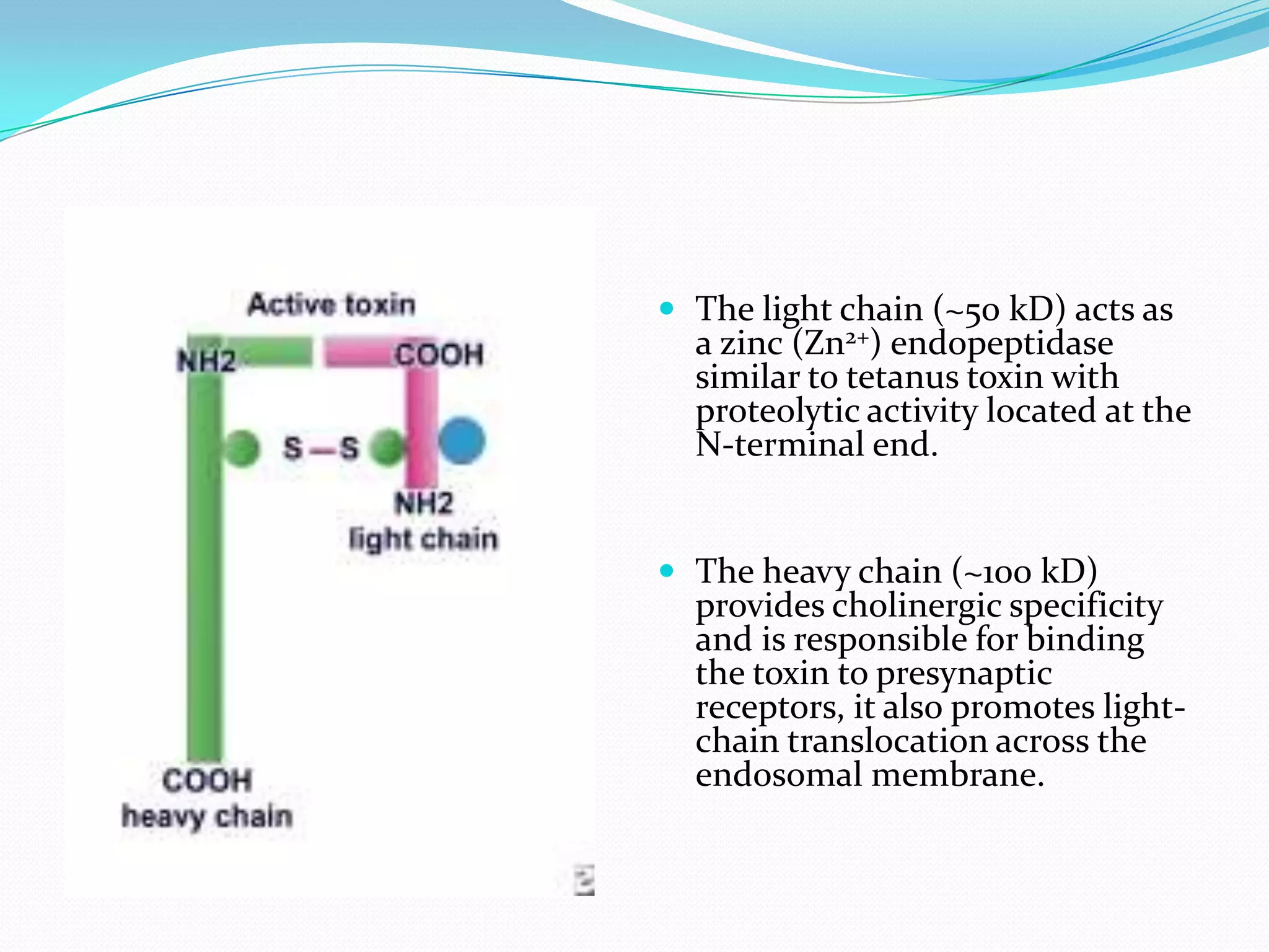 Botulinum toxin in dermatology ppt | PPTX