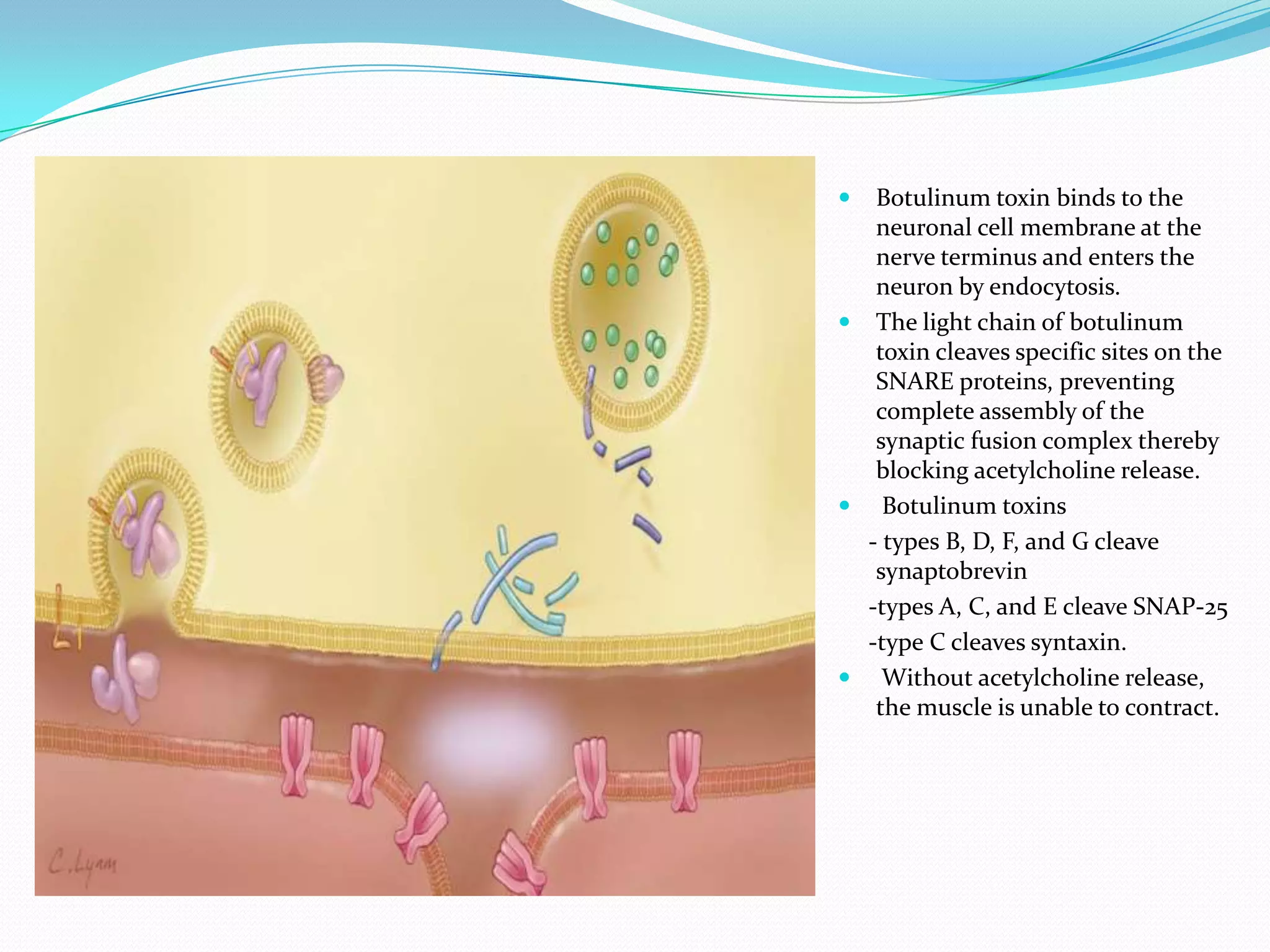Botulinum toxin in dermatology ppt | PPTX