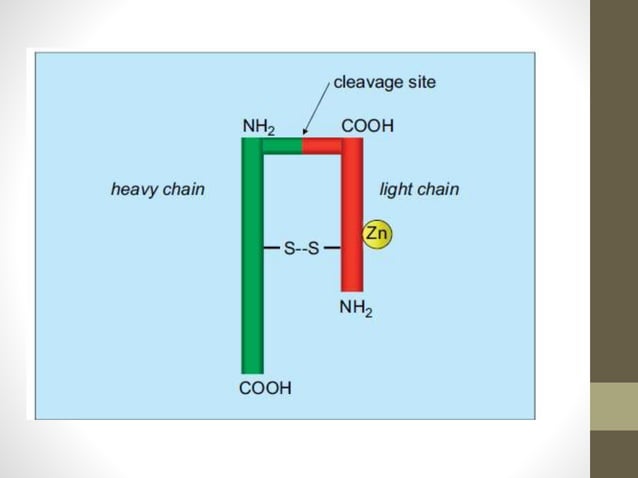 Botulinum toxin in ophthalmology | PPTX | Brain and Nervous System ...