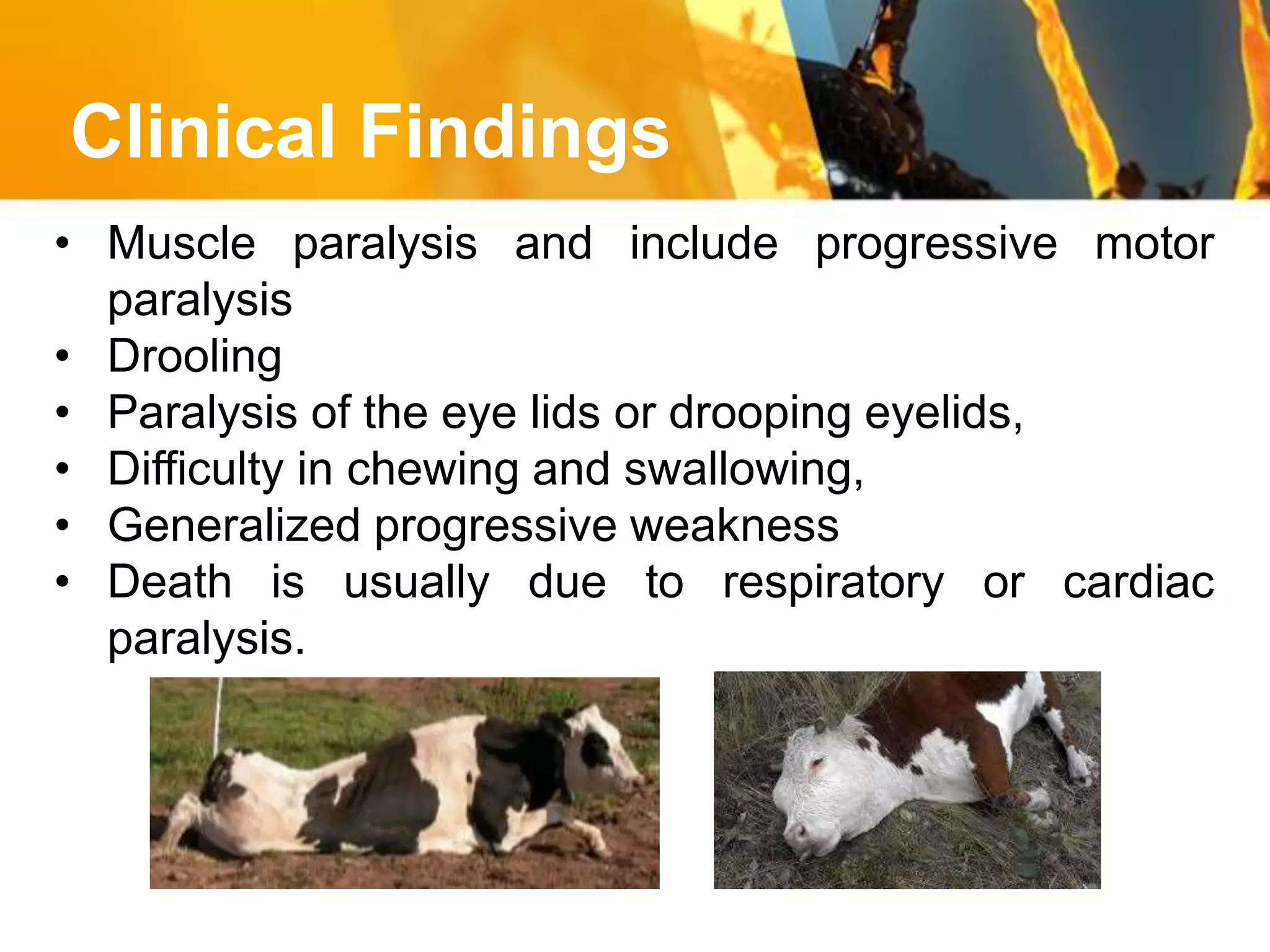 Botulism in Cattle | PPTX