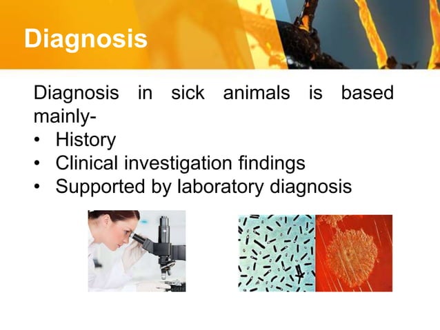 Botulism in Cattle | PPTX | Diseases and Conditions | Medical Health