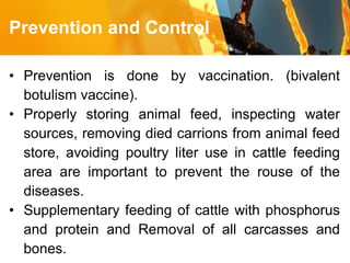 Botulism in Cattle | PPTX
