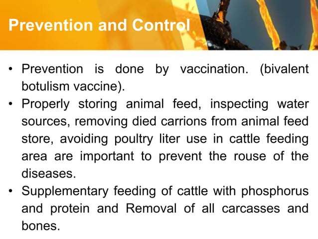Botulism in Cattle | PPTX | Diseases and Conditions | Medical Health