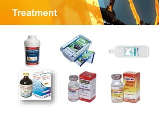 Botulism Symptoms In Cattle