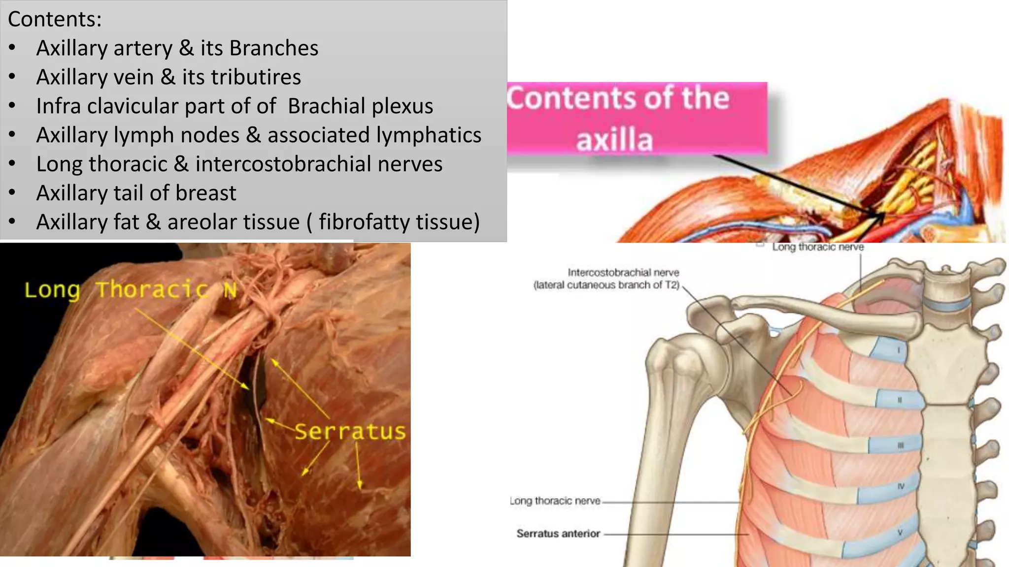 Boundaries & contents of Axilla | PPTX