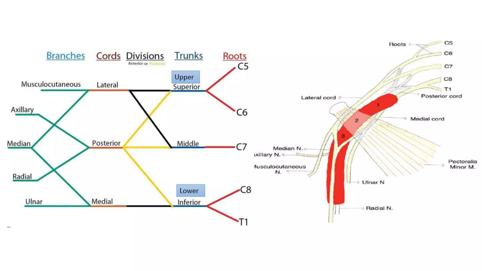 Boundaries & contents of Axilla | PPTX