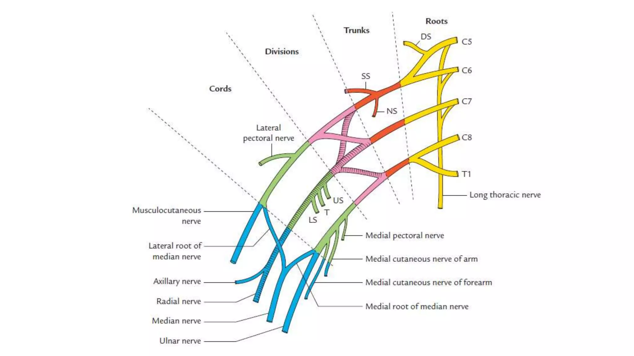 Boundaries & contents of Axilla | PPTX
