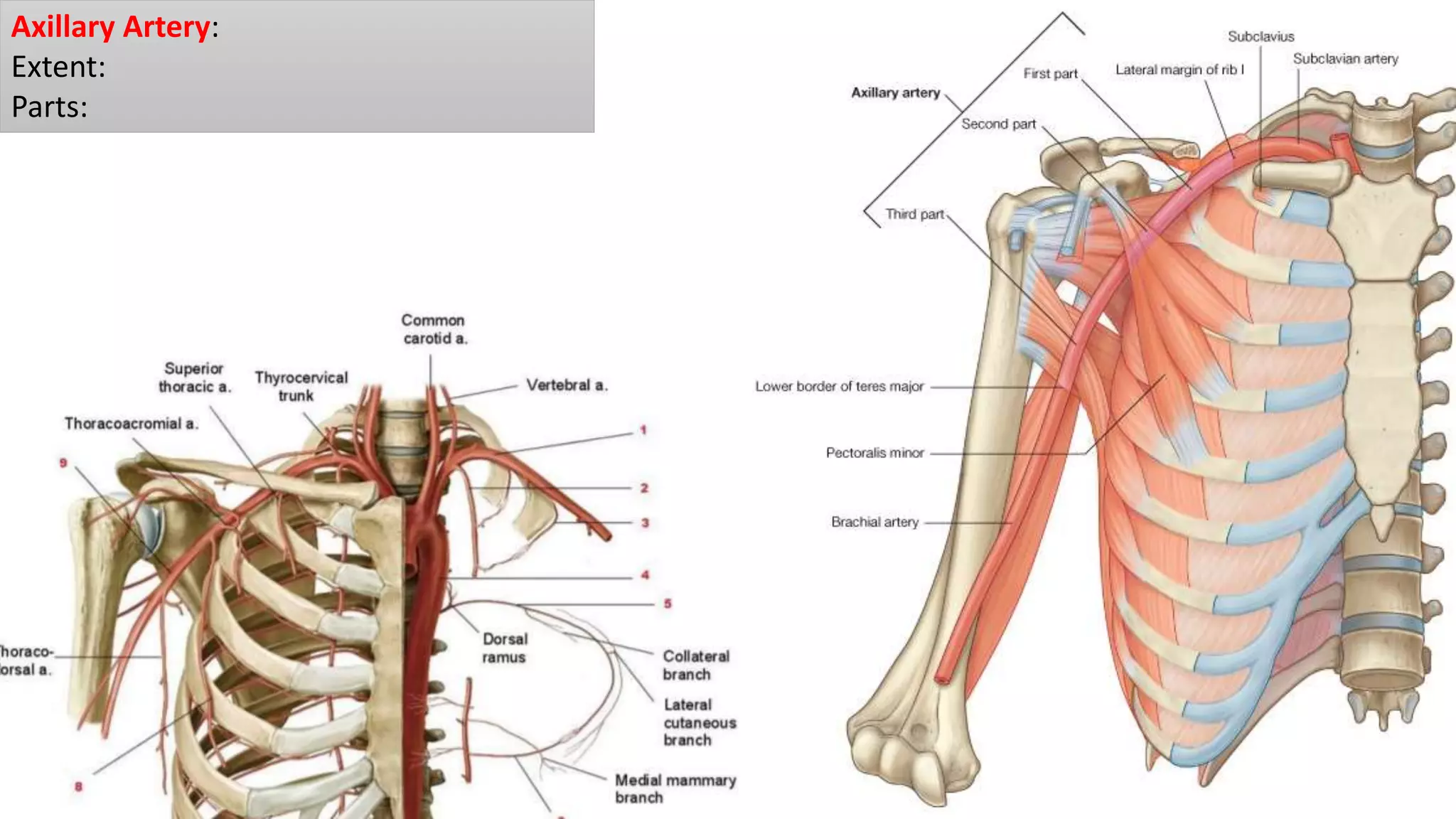 Boundaries & contents of Axilla | PPTX
