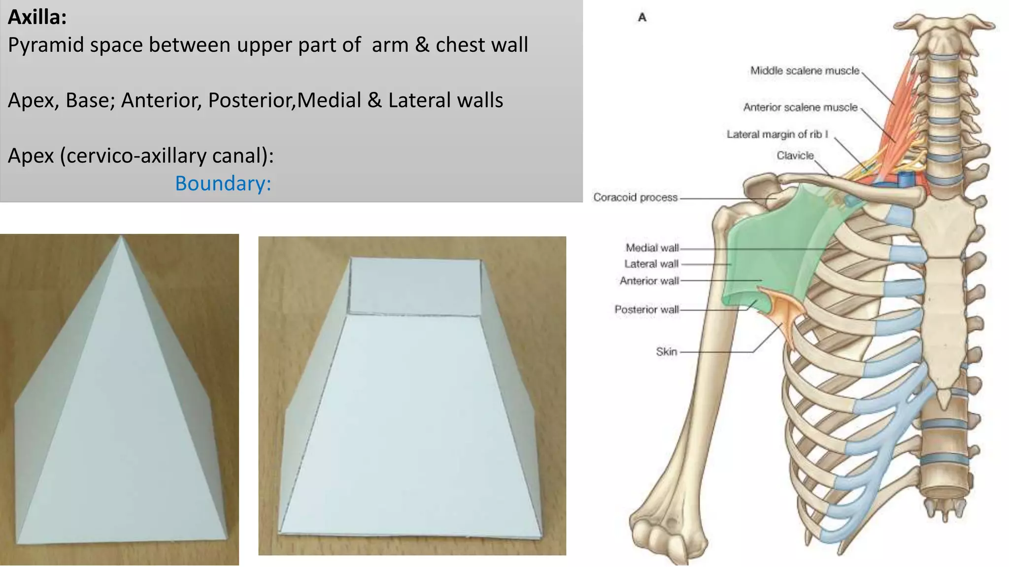 Boundaries & contents of Axilla | PPTX