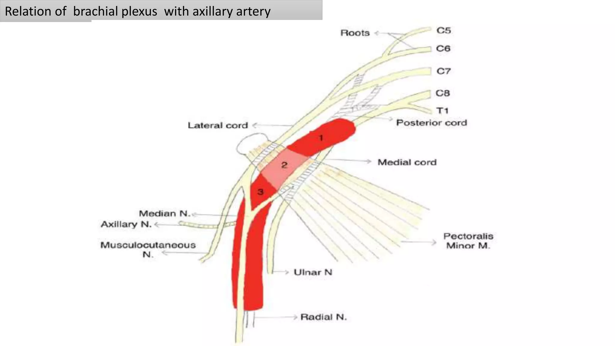 Boundaries & contents of Axilla | PPTX