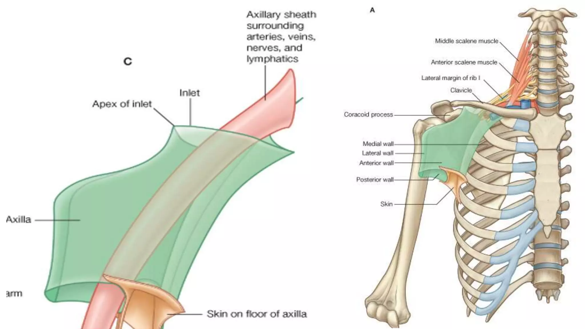 Boundaries & contents of Axilla | PPTX