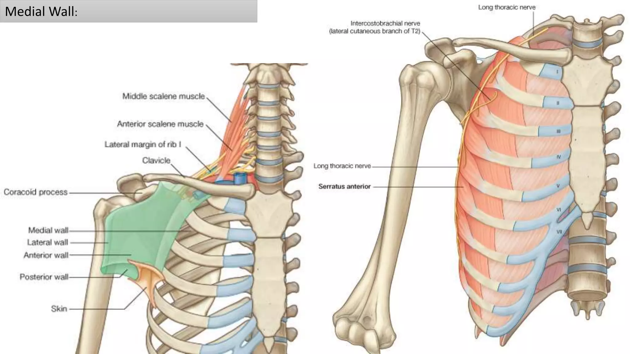Boundaries & contents of Axilla | PPTX