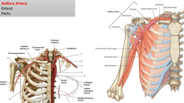 Boundaries & contents of Axilla | PPTX