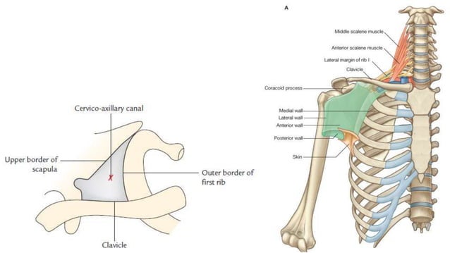 Boundaries & contents of Axilla | PPTX