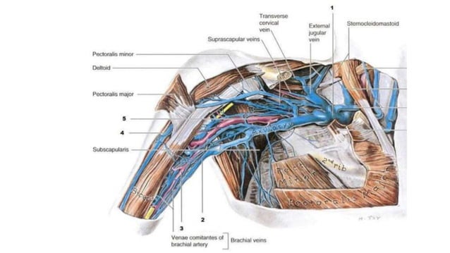 Boundaries & contents of Axilla | PPTX