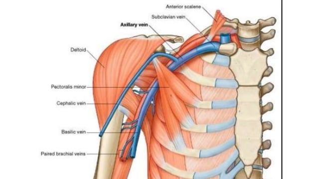 Boundaries & contents of Axilla | PPTX