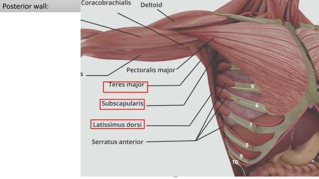 Boundaries & contents of Axilla | PPTX