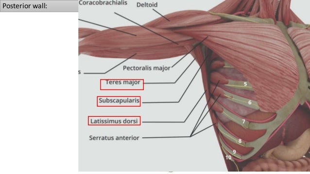 Boundaries & contents of Axilla