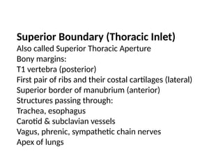 Boundaries of thoracic - Ankitha sharon.pptx