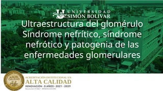 ultraestructura del glomerulo síndrome nefrítico y nefrótico | PPTX