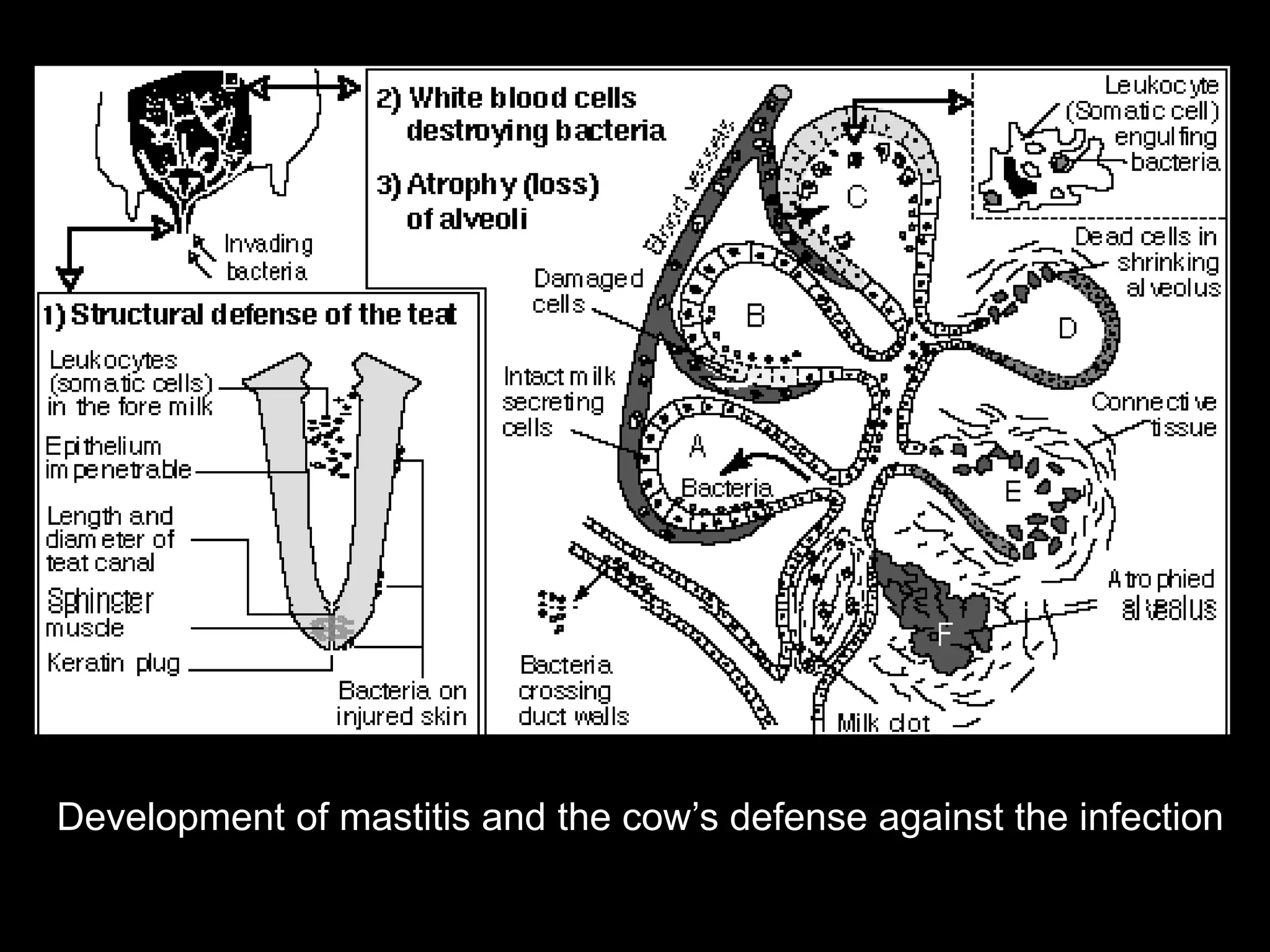 Bovine-Mastitis.ppt