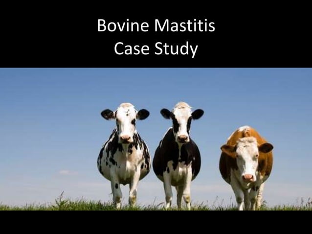Bovine-Mastitis.ppt | Free Download