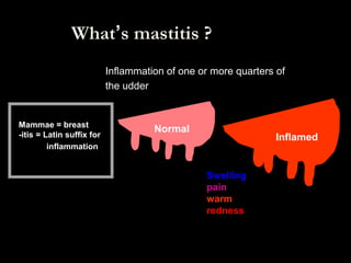 Mastitis in Cattles, Mammary Inflammation in Large Ruminants | PPT
