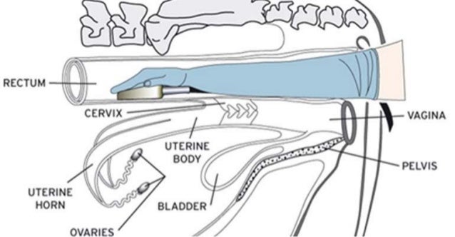 Case study comparing bovine ultrasound and manual palpation and blood ...