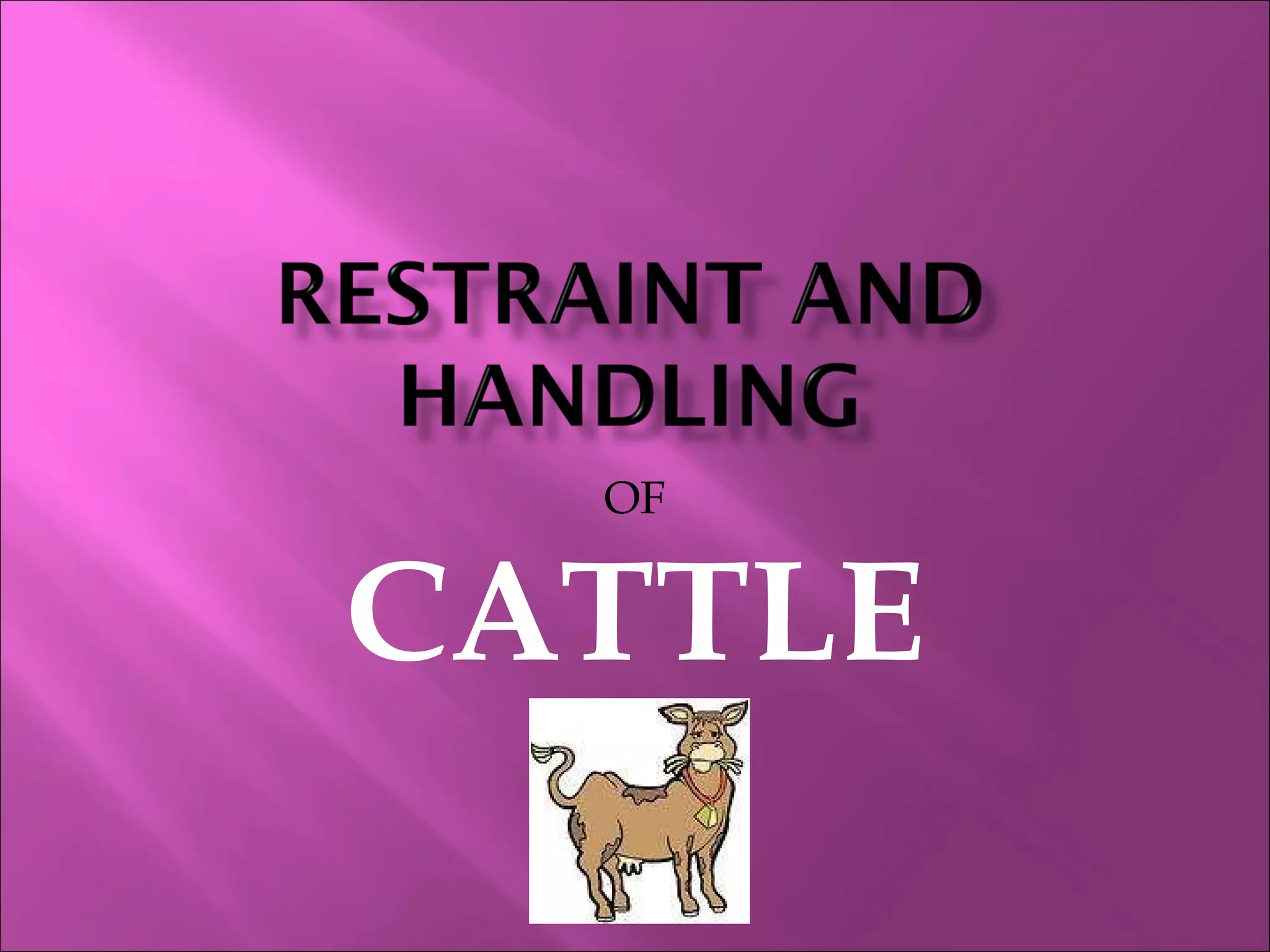 Bovine 1 Restraint And Handling 2009 | PPT