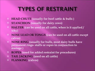 Bovine 1 Restraint And Handling 2009 | PPT