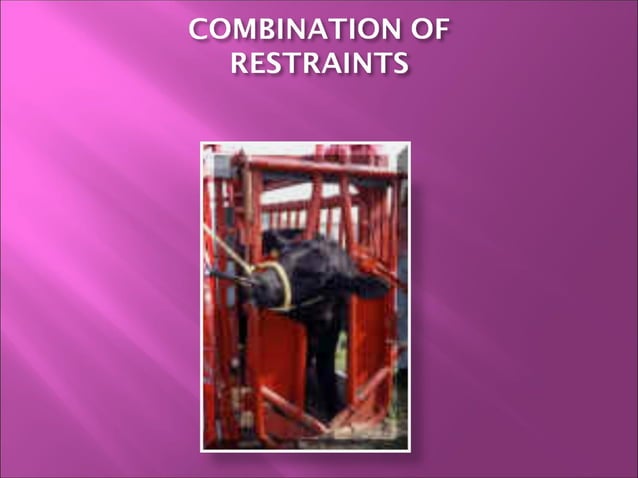 Bovine 1 Restraint And Handling 2009 | PPT