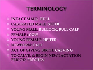 Bovine 1 Restraint And Handling 2009 | PPT