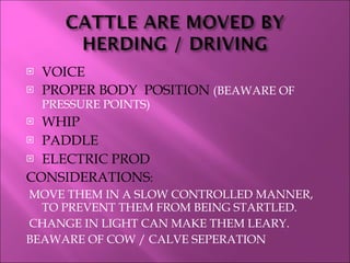 Bovine 1 Restraint And Handling 2009 | PPT
