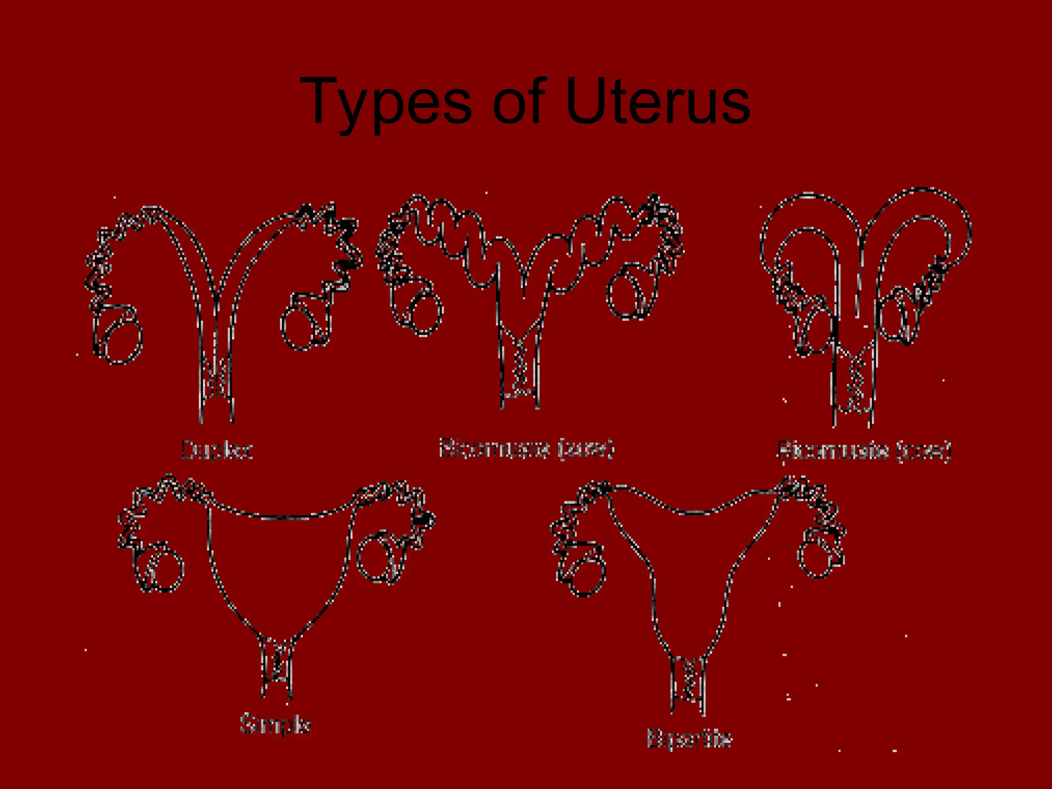 Bovine Biometery feamle reproductive anatomy and physiology.ppt