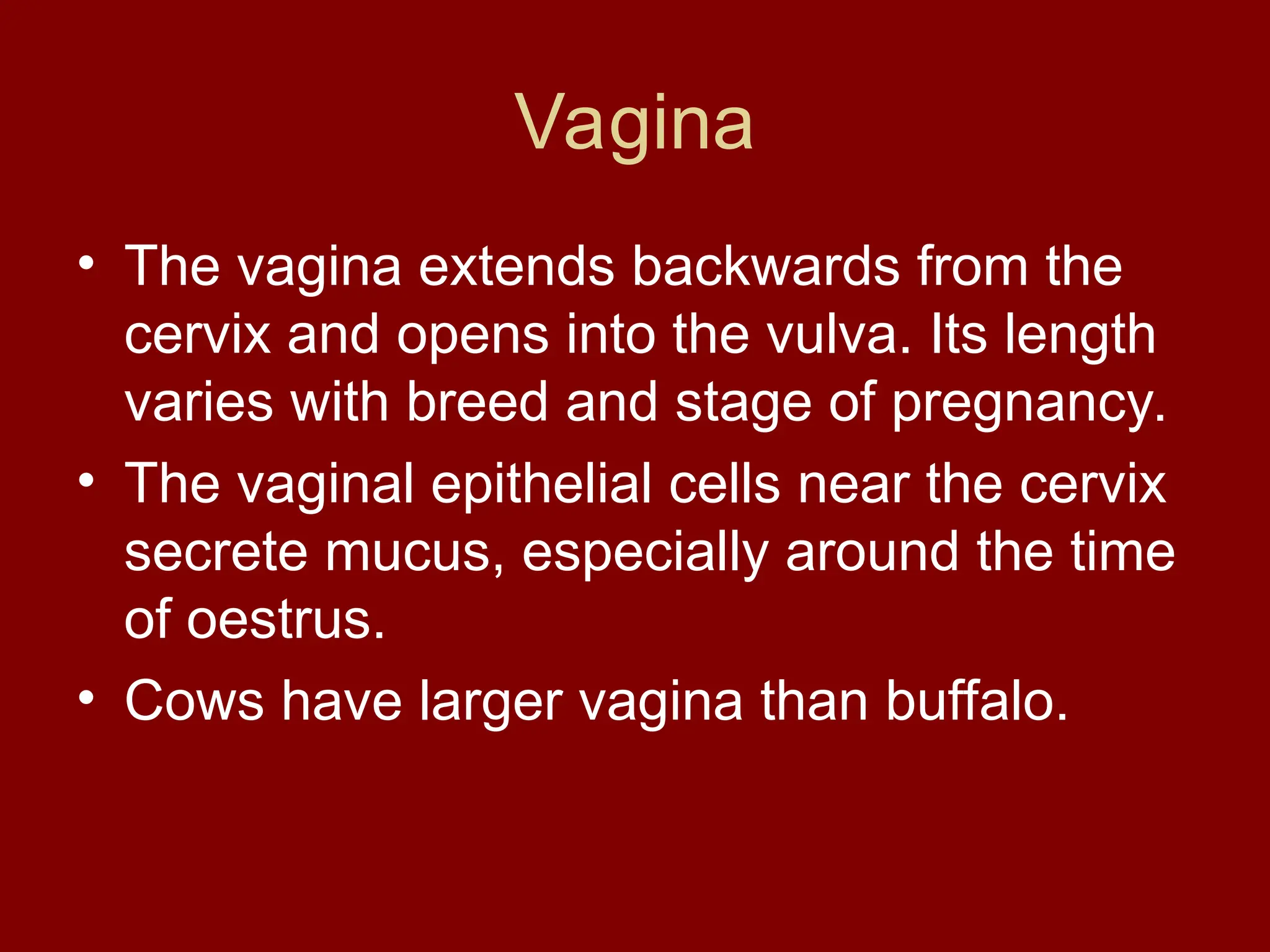 Bovine Biometery feamle reproductive anatomy and physiology.ppt