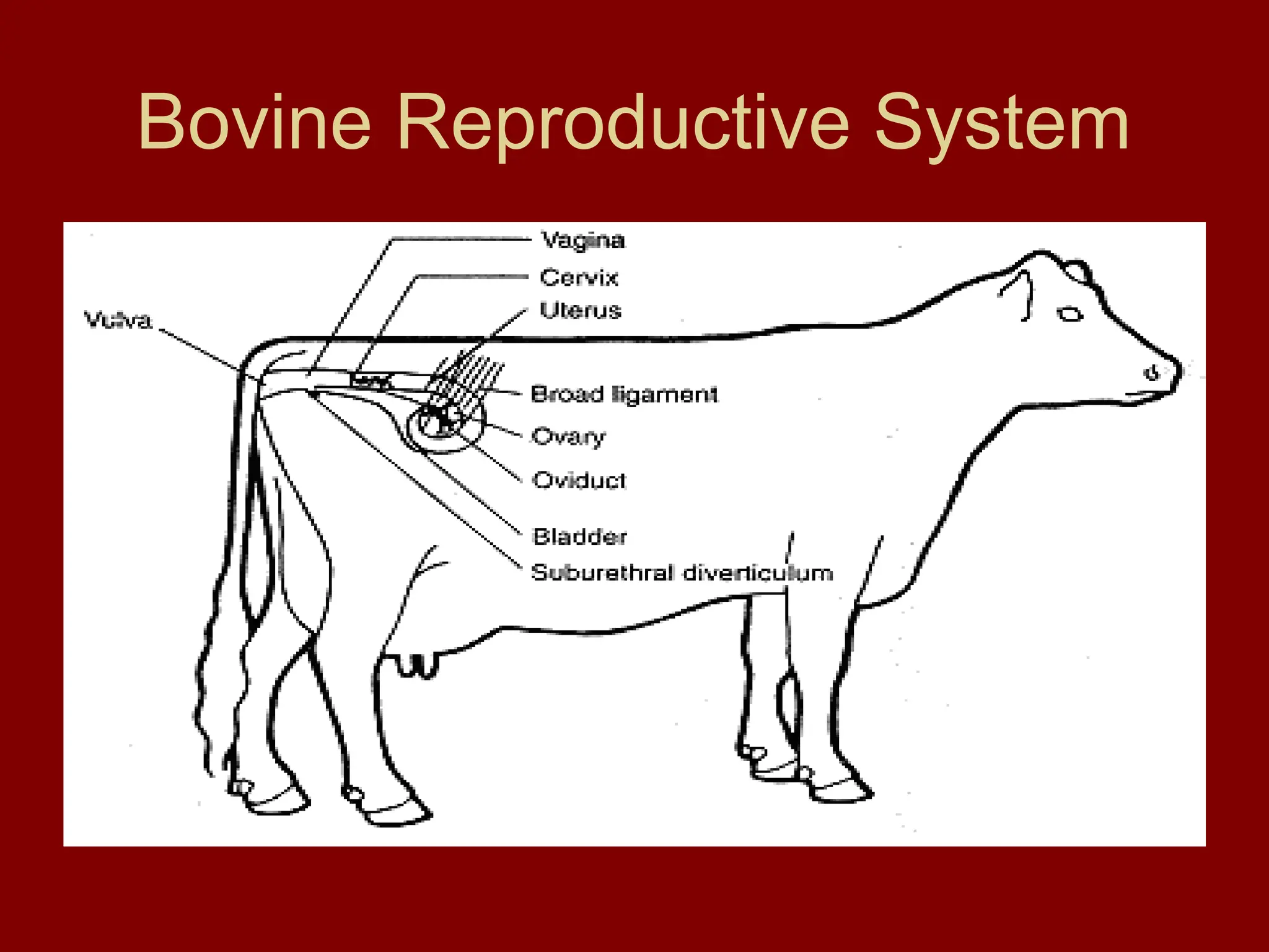 Bovine Biometery feamle reproductive anatomy and physiology.ppt