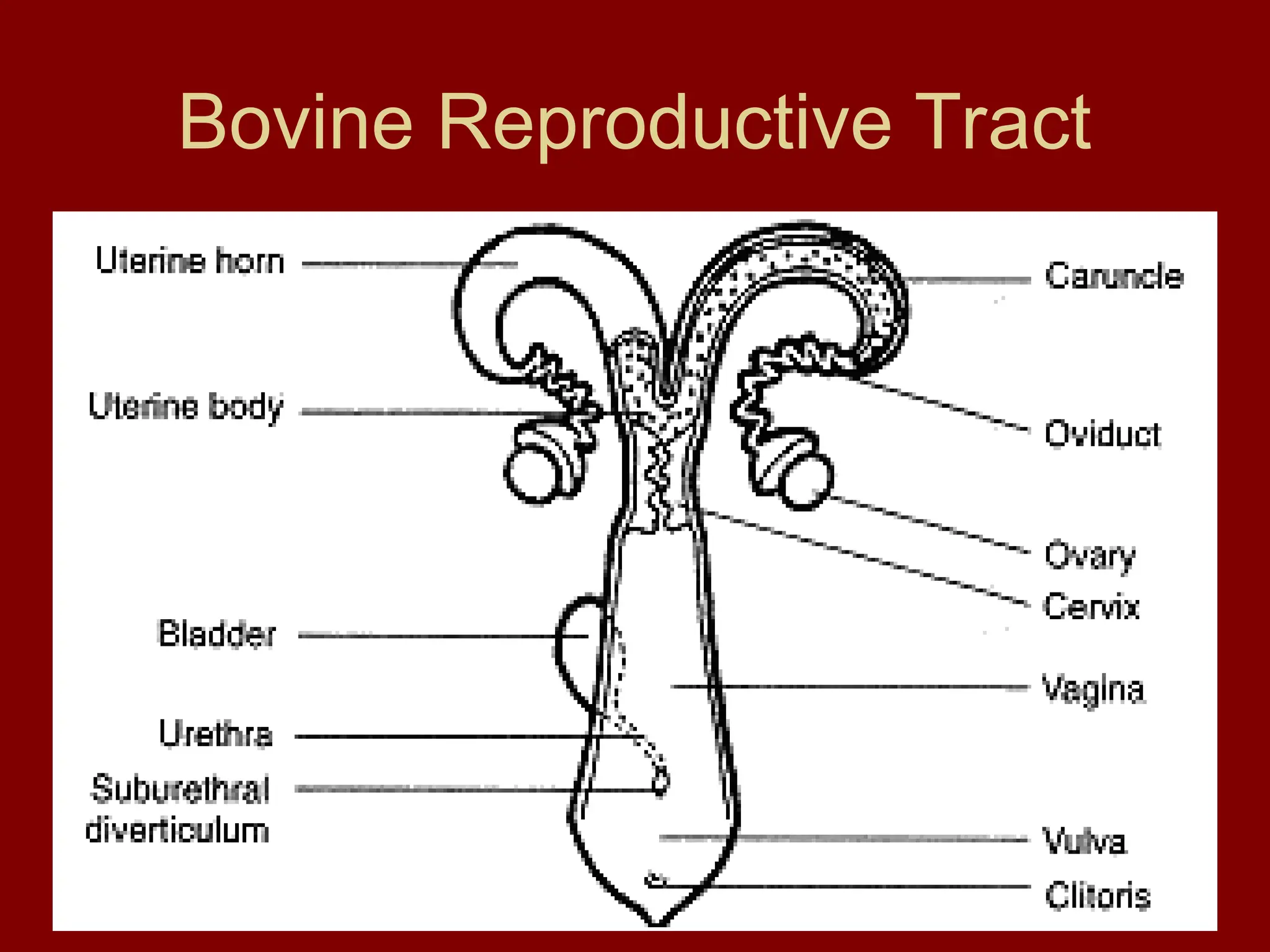 Bovine Biometery feamle reproductive anatomy and physiology.ppt