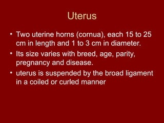 Bovine Biometery feamle reproductive anatomy and physiology.ppt