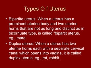 Bovine Biometery feamle reproductive anatomy and physiology.ppt