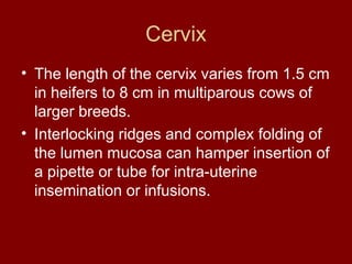 Bovine Biometery feamle reproductive anatomy and physiology.ppt